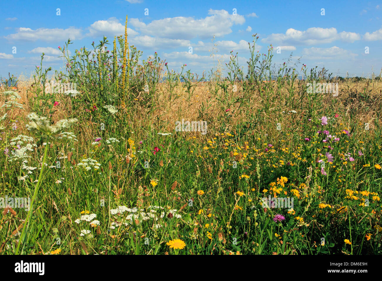 Edge of a meadow with different flowers in summer. Germany Stock Photo ...