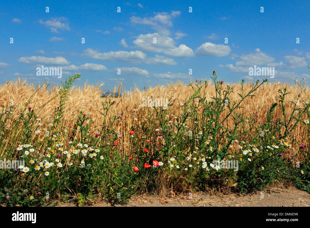 Edge of a meadow with different flowers in summer. Germany Stock Photo ...