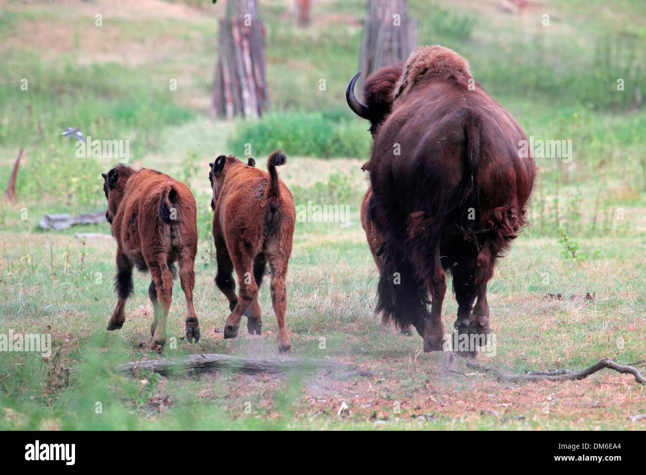 Two bison running hi-res stock photography and images - Alamy