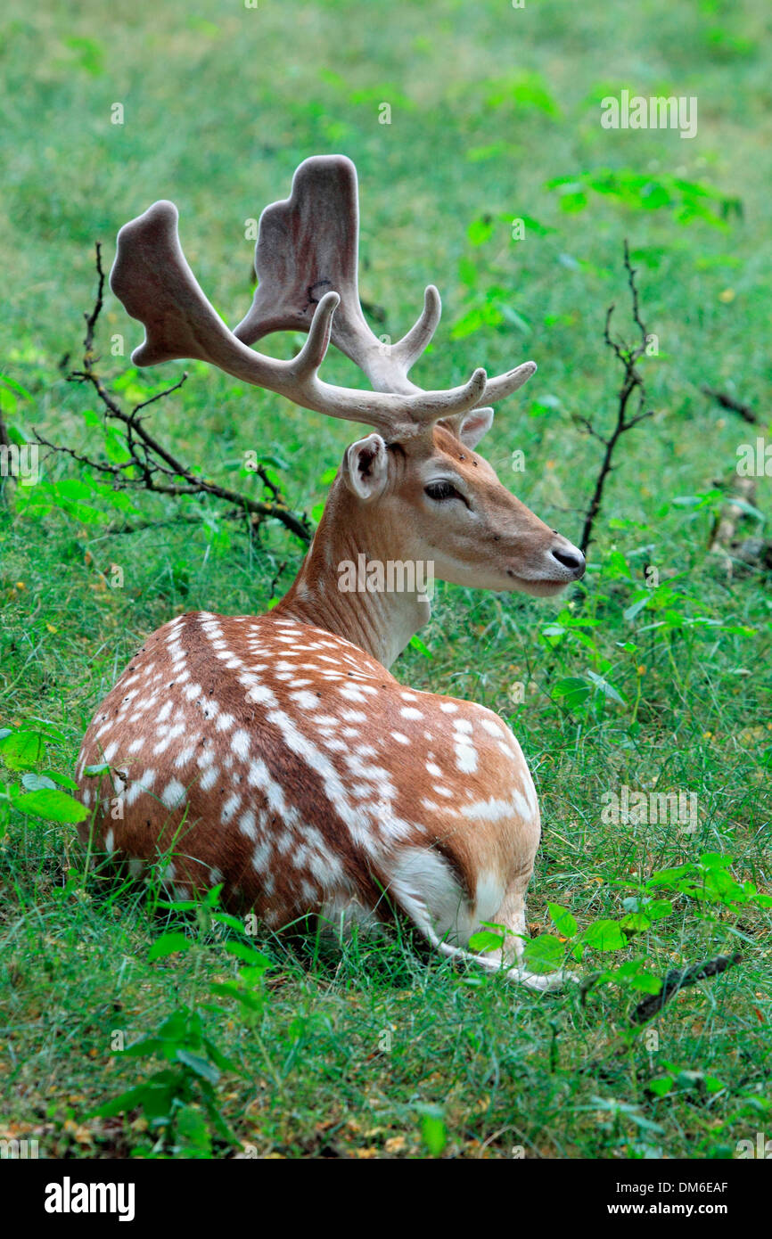 Fallow Deer (Cervus dama, Dama dama). Buck in velvet lying in ...
