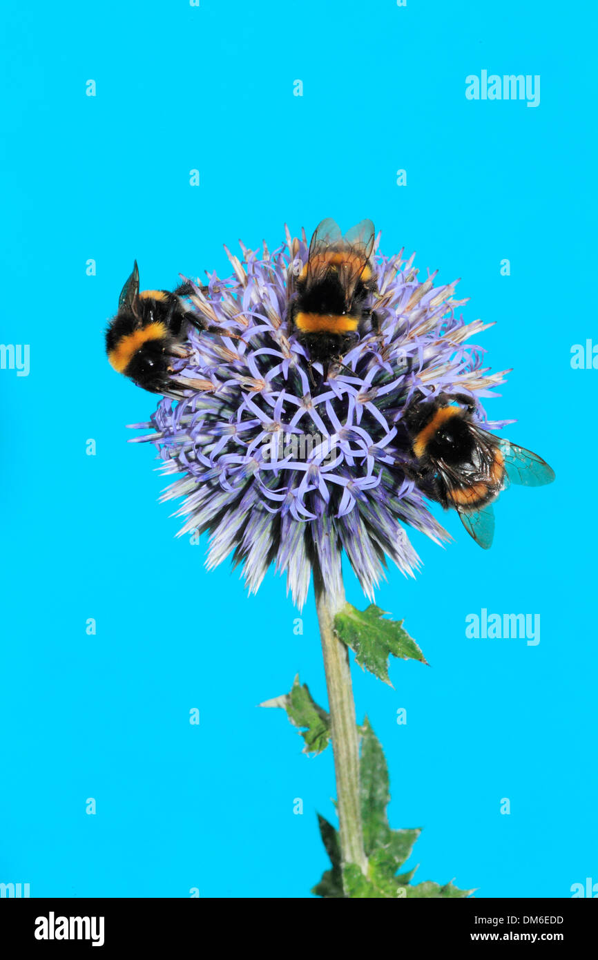 Buff-tailed Bumble Bee (Bombus terrestris) . Three individuals drinking ...