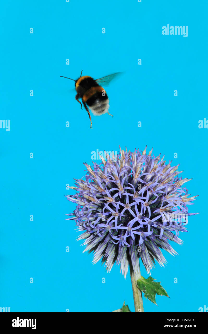 Bombus terrestris buff tailed bumblebee flying flower hi-res stock ...