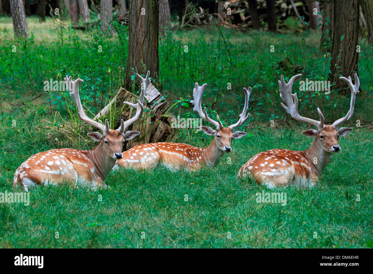 Fallow Deer (Cervus dama, Dama dama). Three bucks in velvet lying in ...
