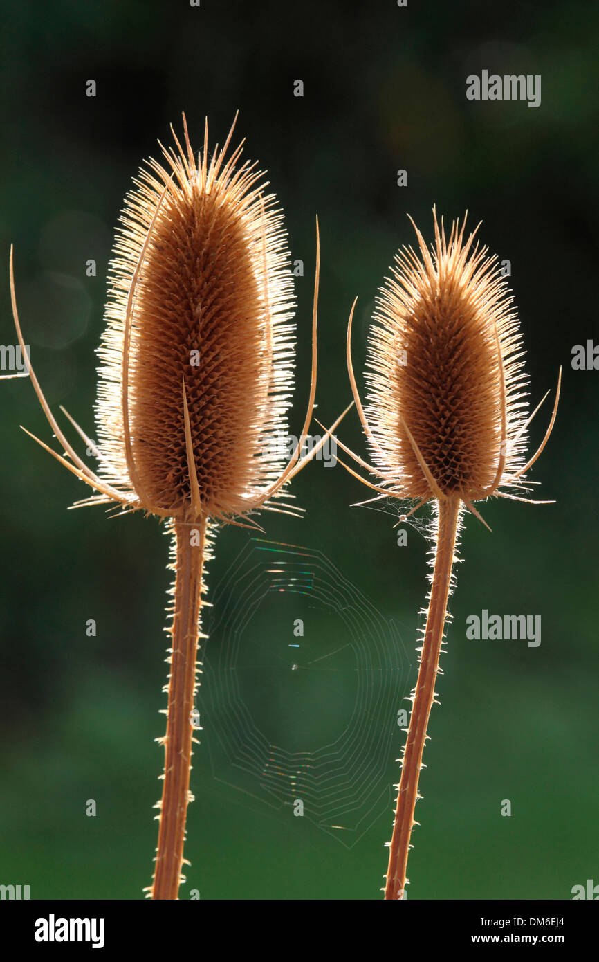 Wild Teasel (Dipsacus fullonum), two dried seed heads. Germany Stock ...