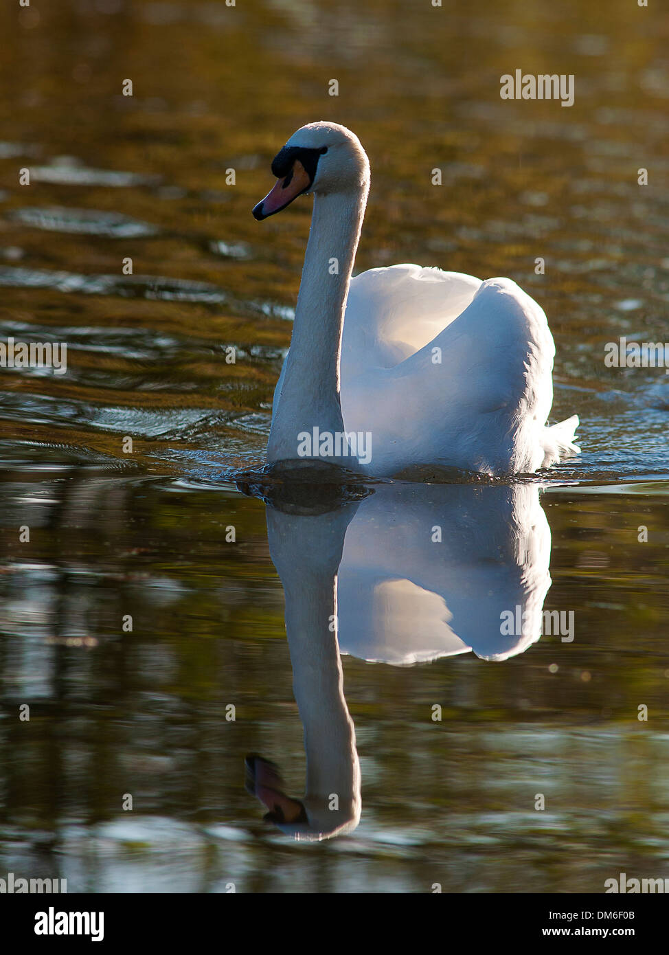 Swan portrait ,imaged on clear water Stock Photo - Alamy