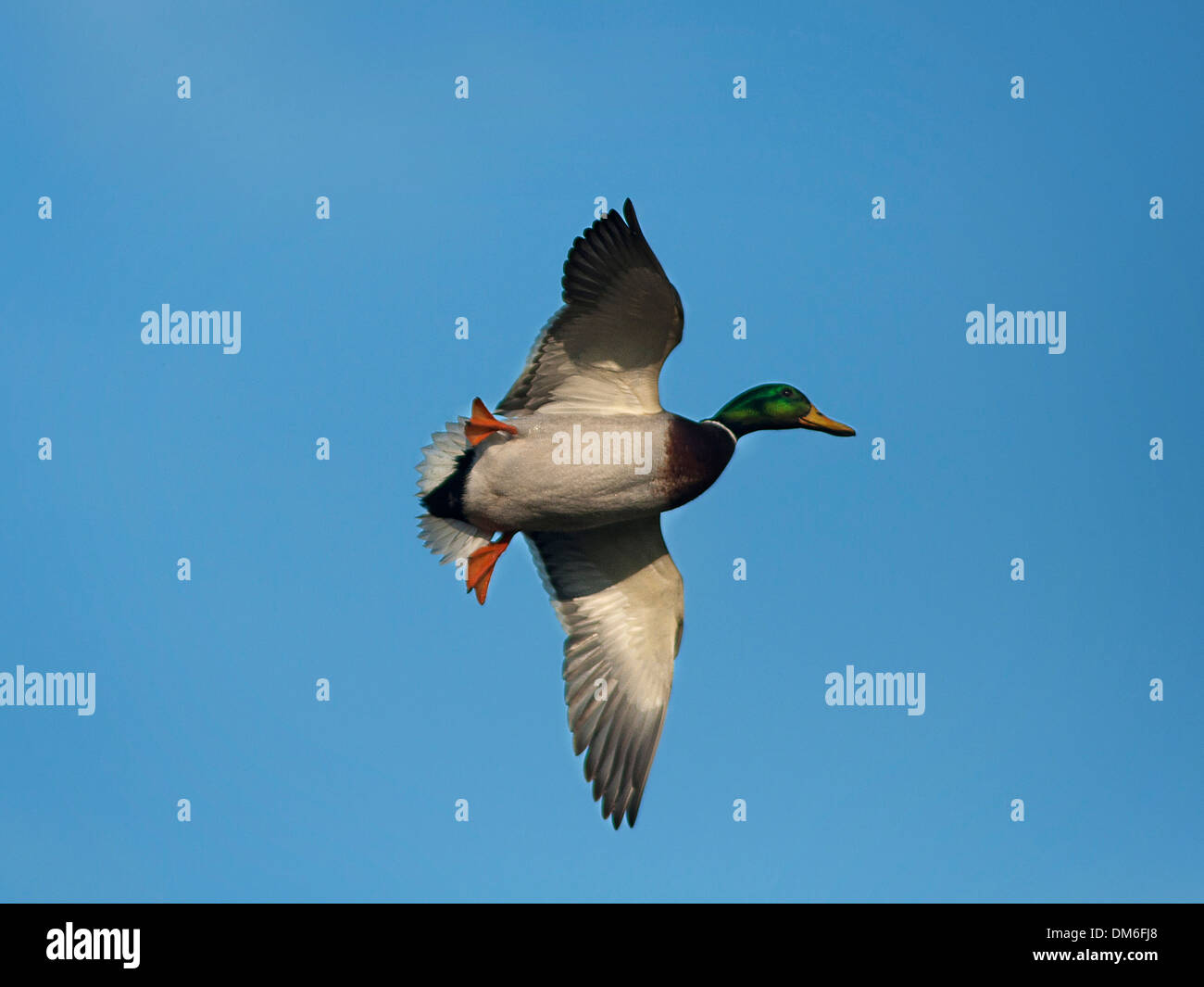 Male mallard duck, in flight flying overhead against a clear blue sky ...