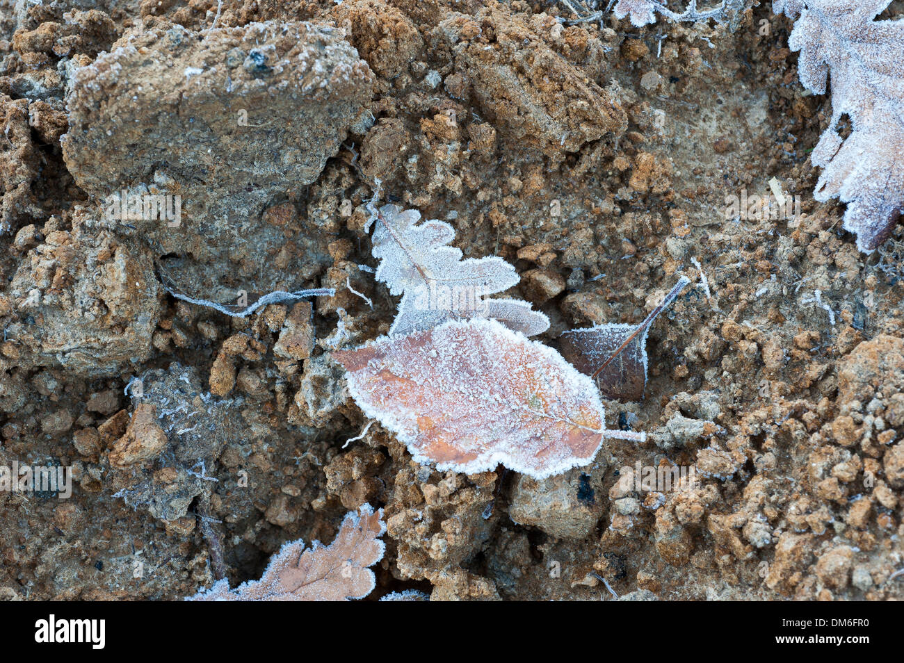 Cold winter morning in landscape Stock Photo - Alamy