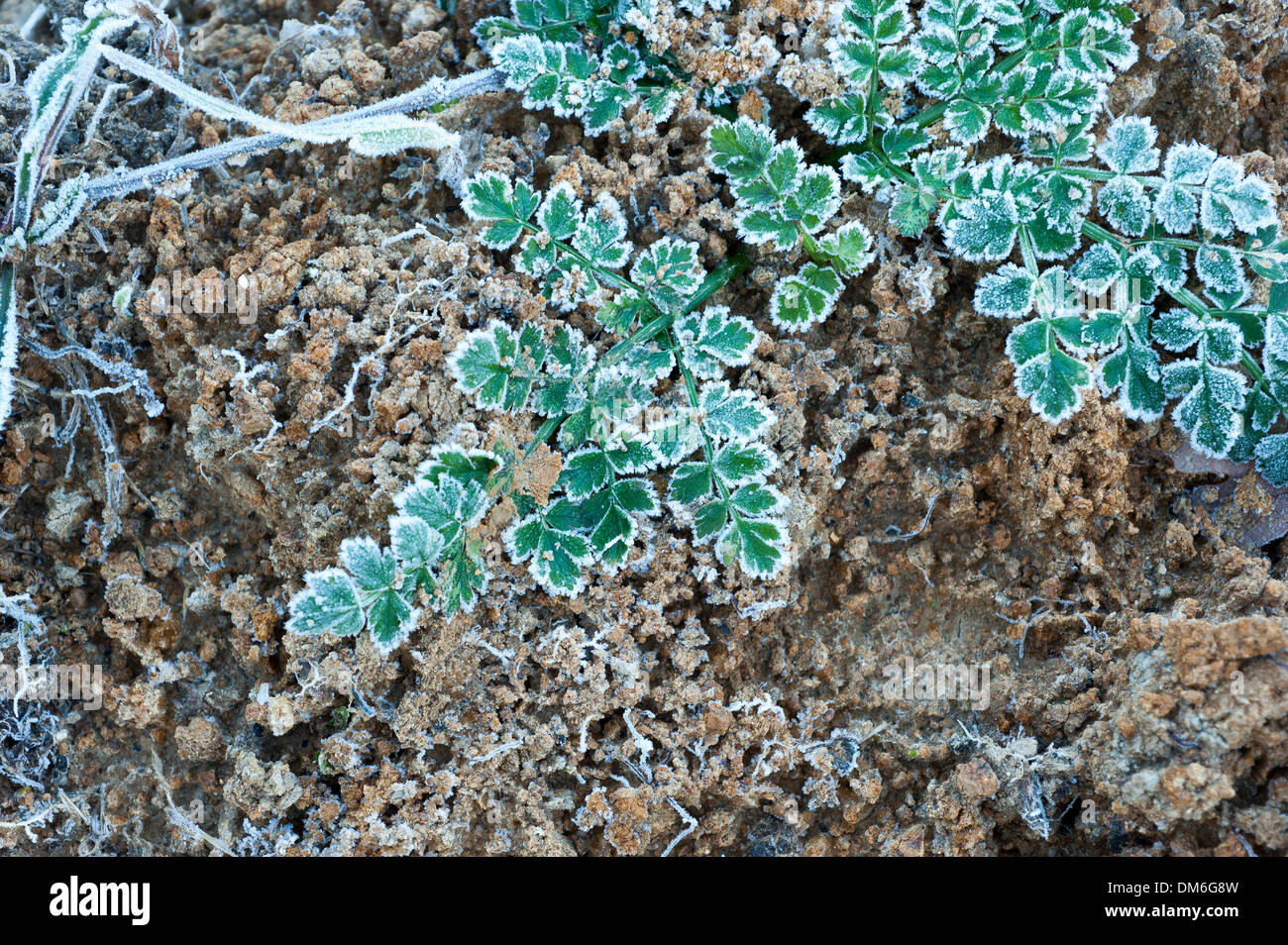 Cold winter morning in landscape Stock Photo - Alamy