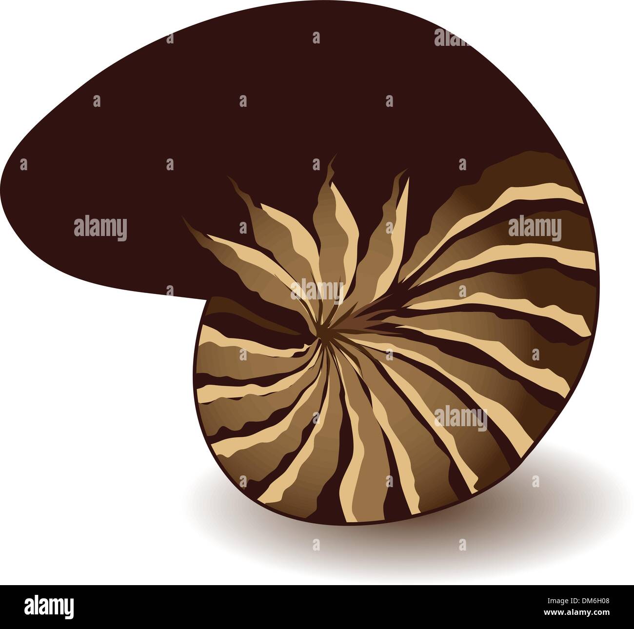 Nautilus shell background Stock Vector Images - Alamy