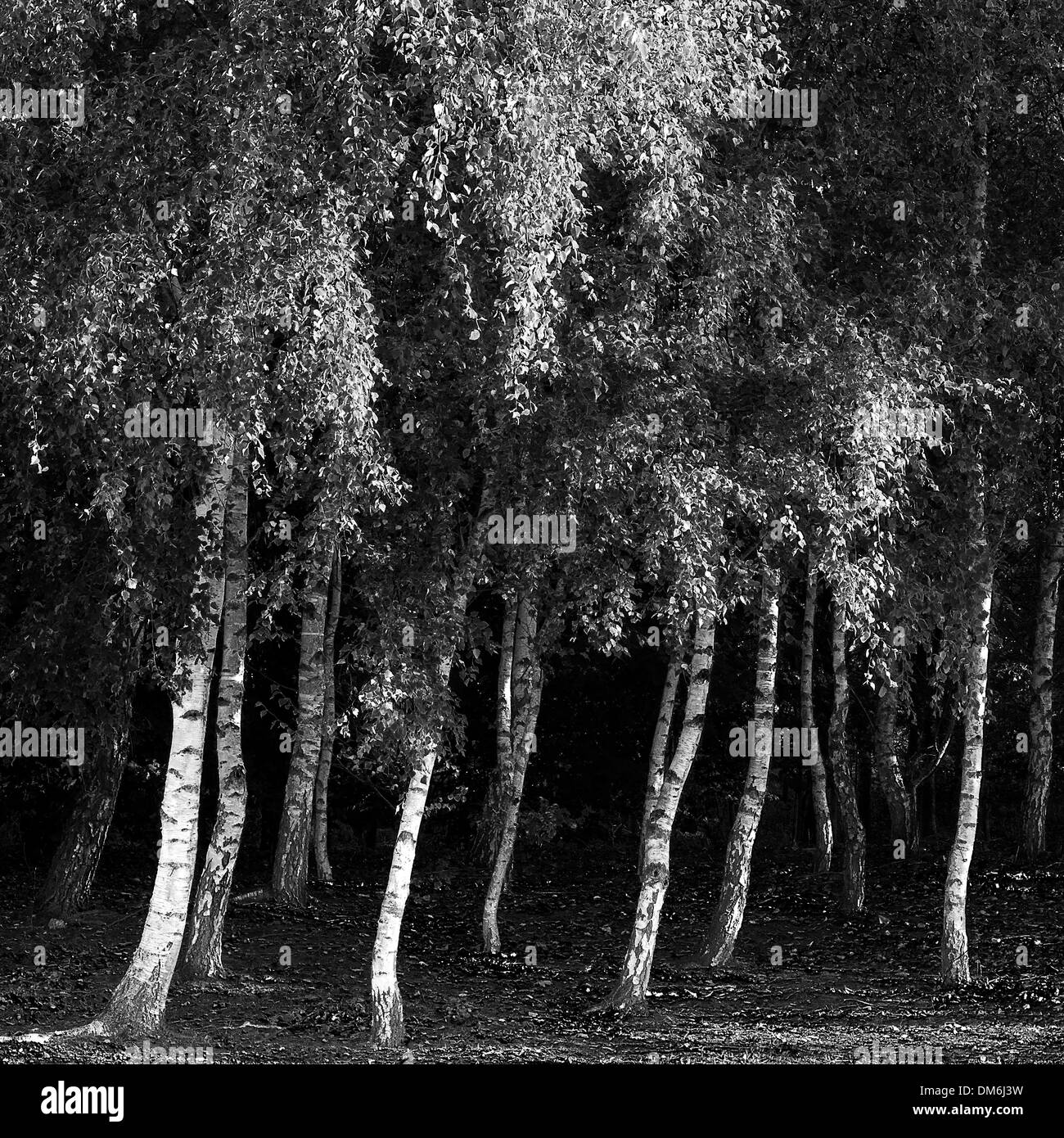 Silver birch trees in group hi-res stock photography and images - Alamy