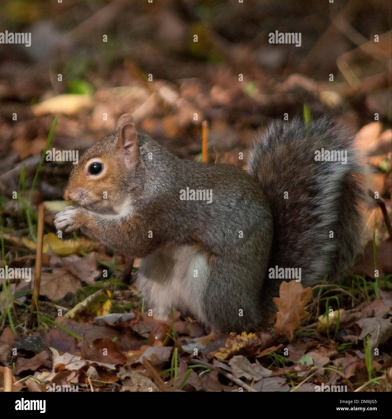 Grey squirrel, sat on autumn oak tree leaves Stock Photo - Alamy