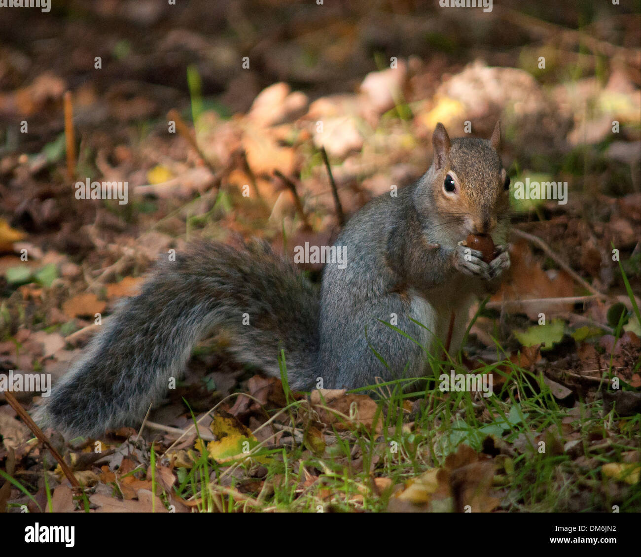Grey squirrel, sat on autumn oak tree leaves Stock Photo - Alamy