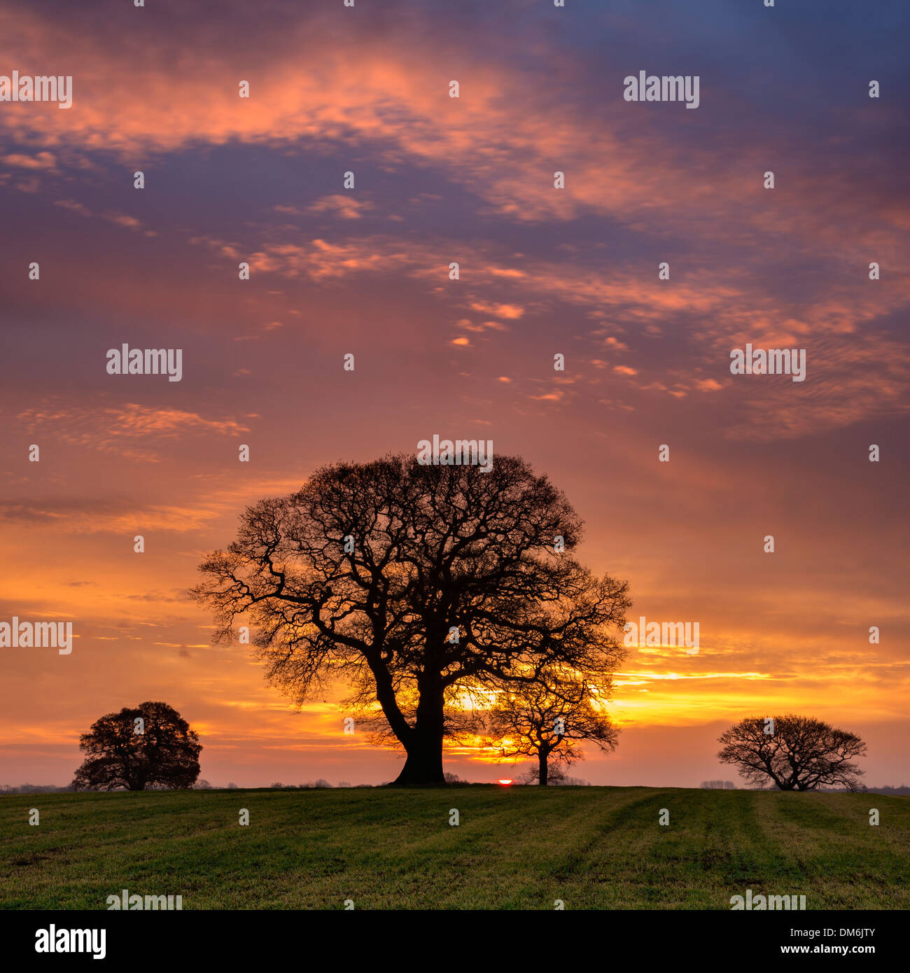 Oak trees and sunrise at Askham Bryan near York, December 2013 Stock ...