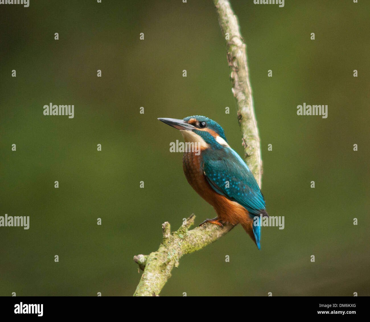 Bank stick hi-res stock photography and images - Alamy