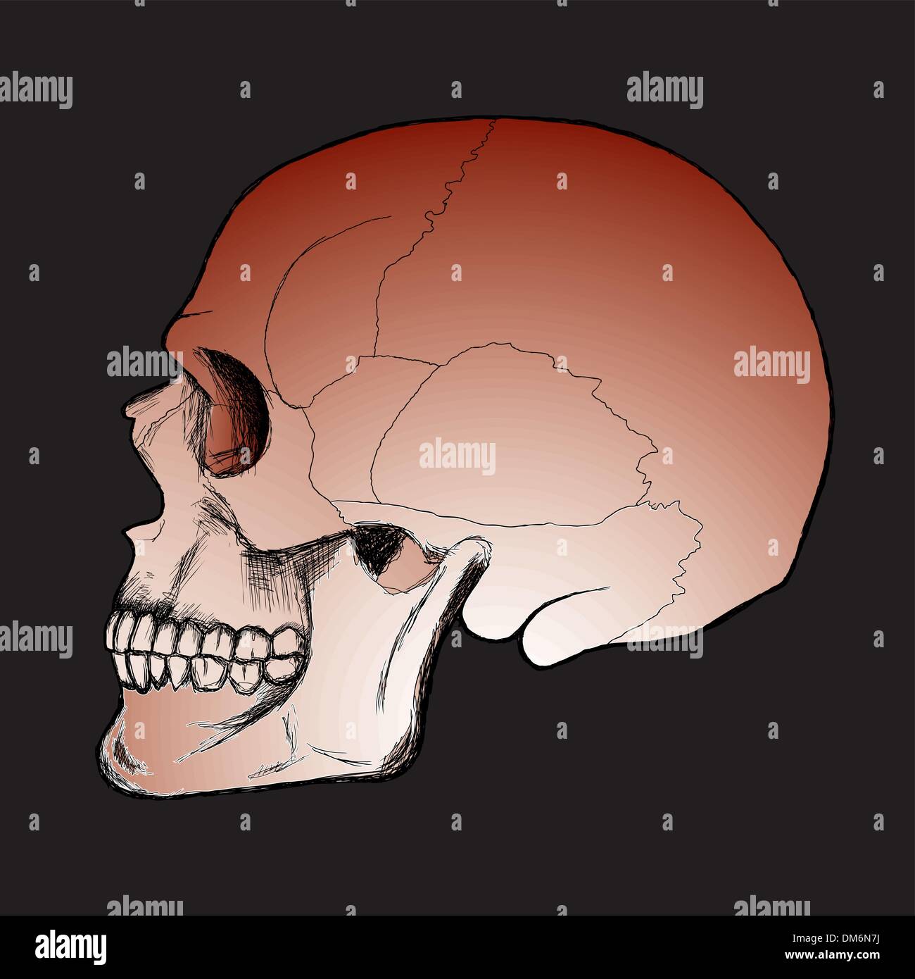 Black skull bones Stock Vector Images - Alamy