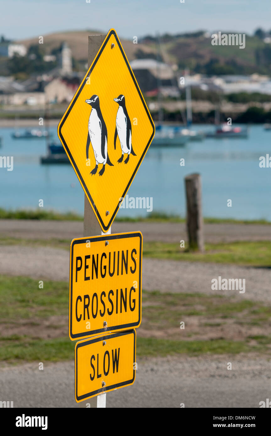 Blue penguin road crossing hi-res stock photography and images - Alamy