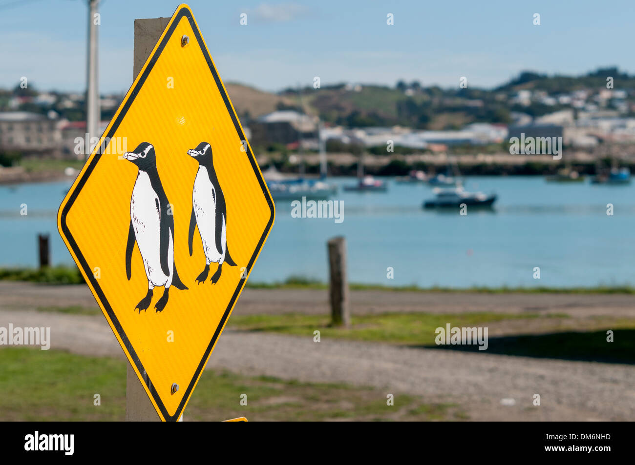Blue penguin road crossing hi-res stock photography and images - Alamy