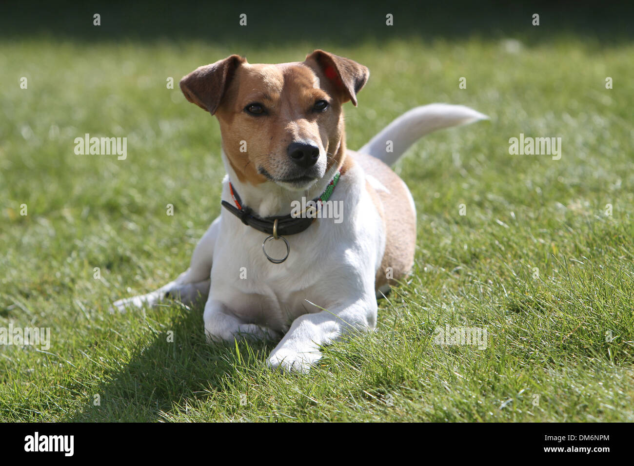 A Jack Russell dog lying down Stock Photo - Alamy