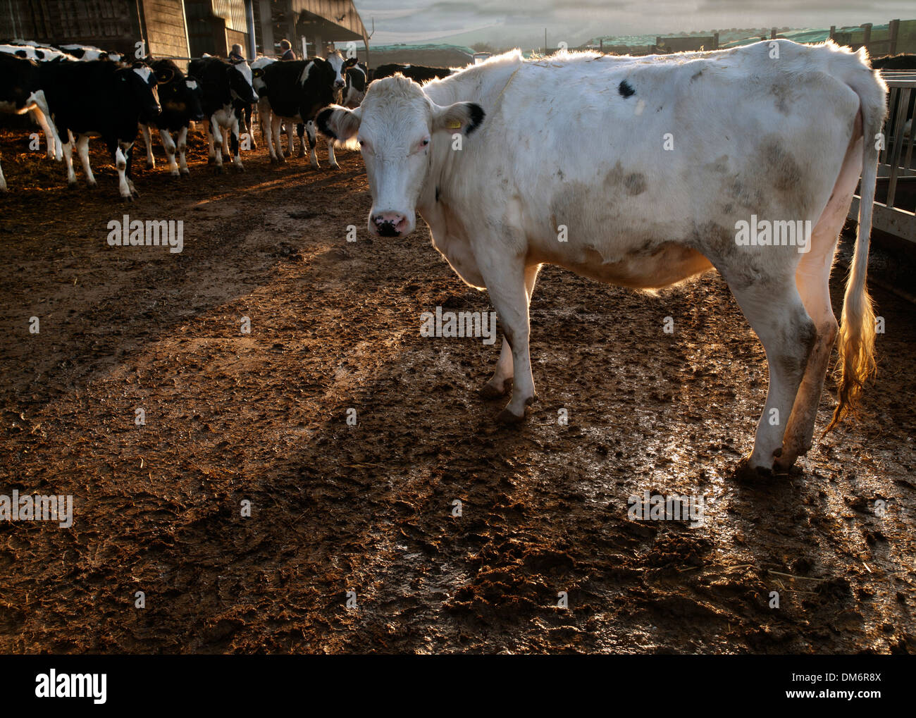 A white cow stands alone in an English farmyard Stock Photo - Alamy
