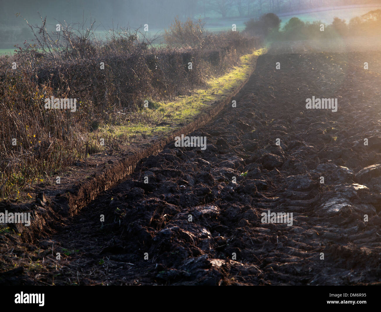A hedge and border of grass edging a muddy field in East Sussex Stock ...