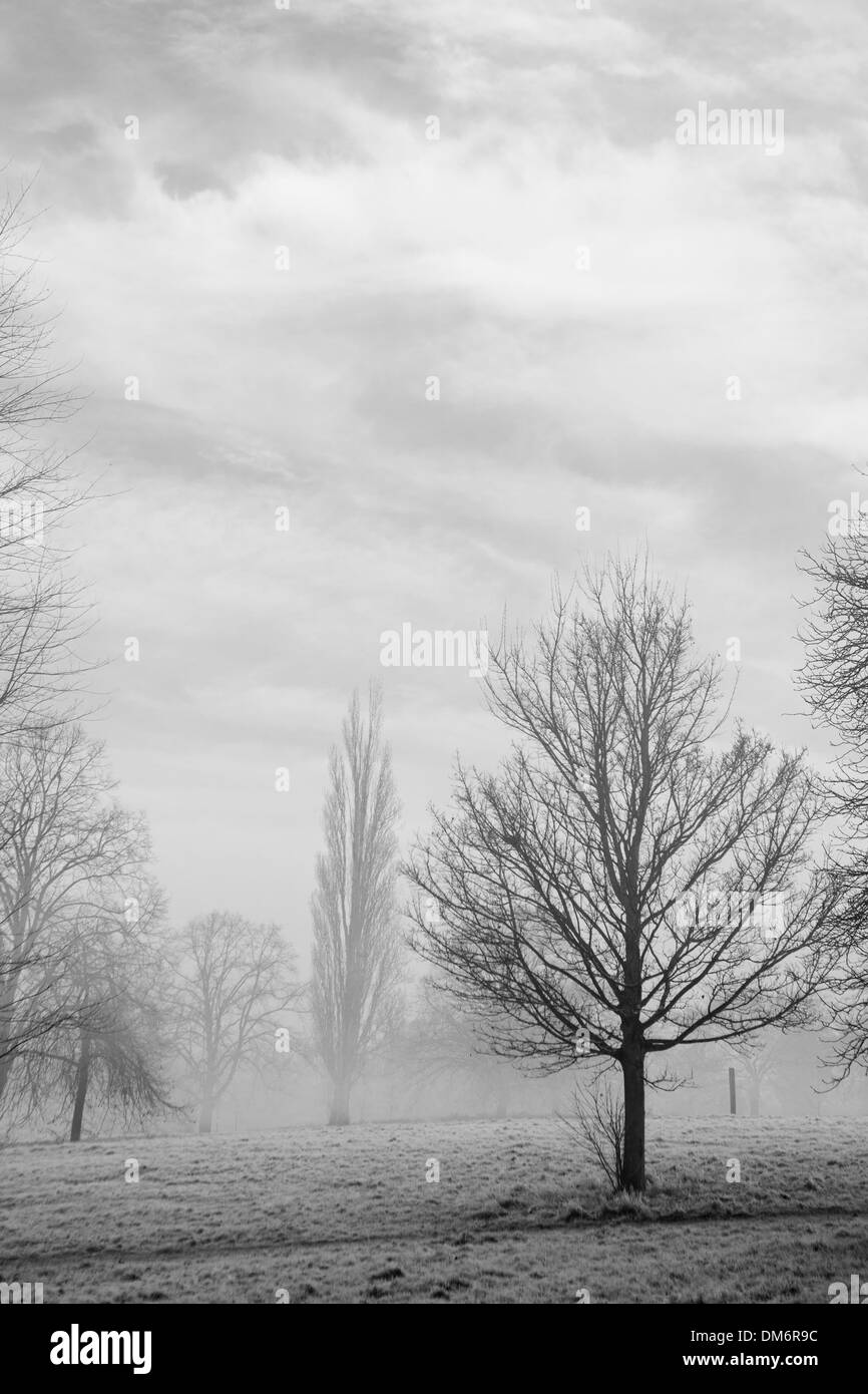 Black and white photograph of freezing fog swirling around trees on a ...