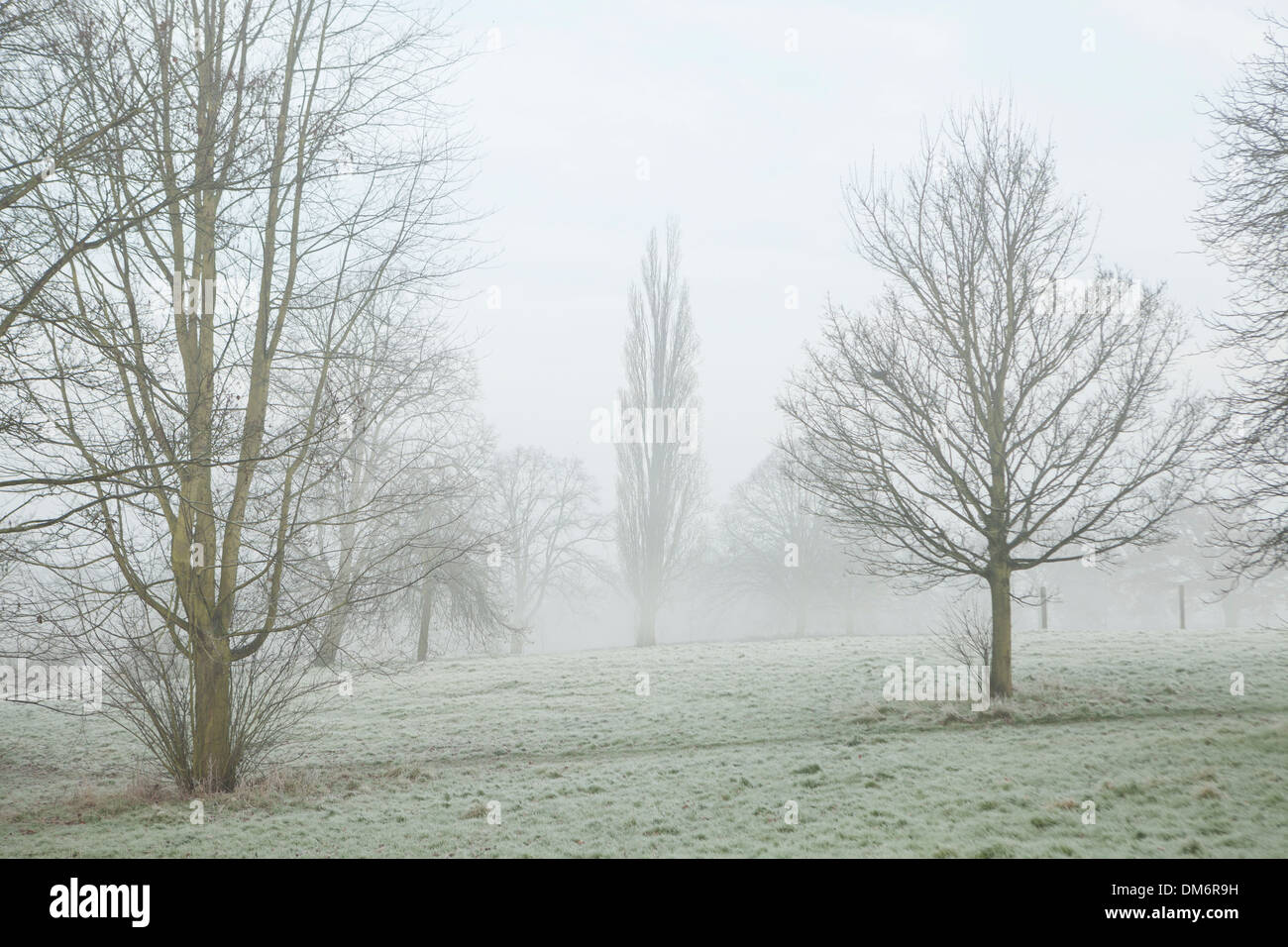 Freezing fog swirling around trees on a gentle hill in Admirals Park ...