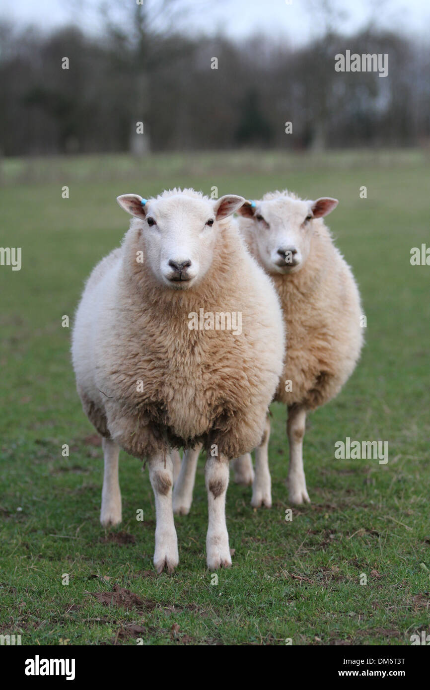 Two sheep standing hi-res stock photography and images - Alamy