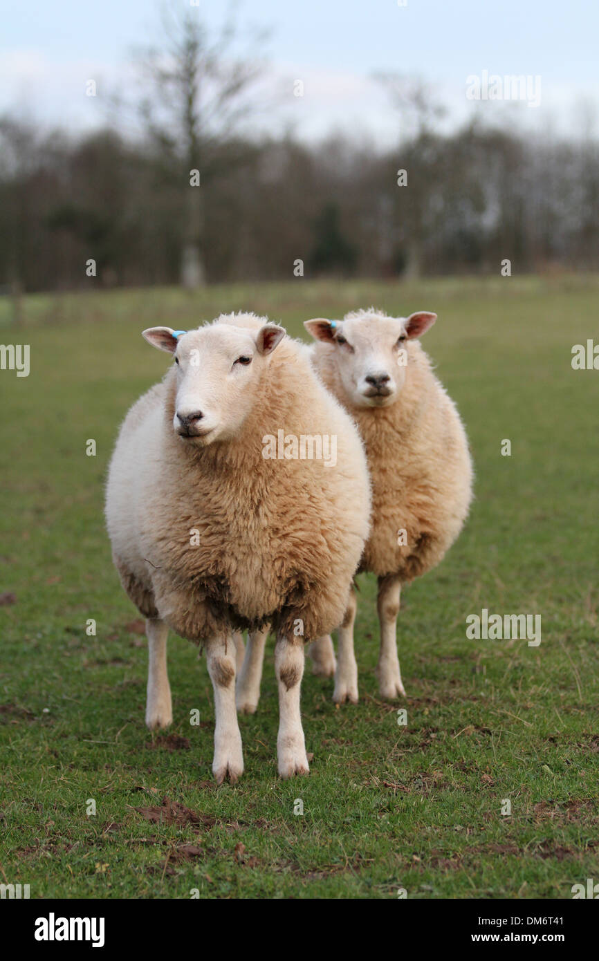Two sheep standing in field hi-res stock photography and images - Alamy