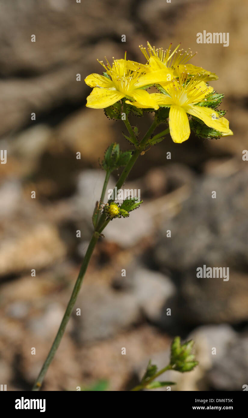 Pale st johns wort hi-res stock photography and images - Alamy