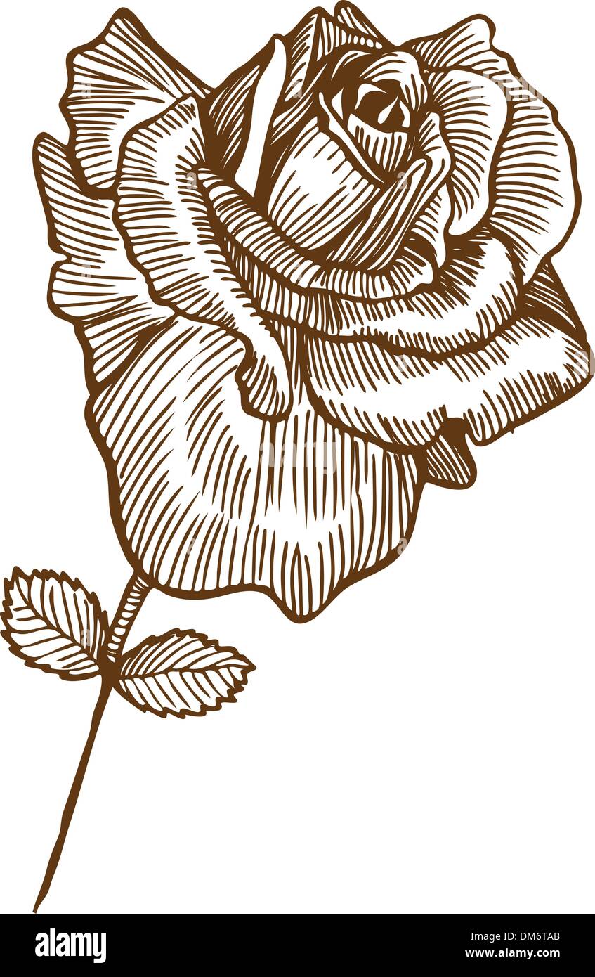 Hand Drawn Rose Stock Vector Image & Art - Alamy