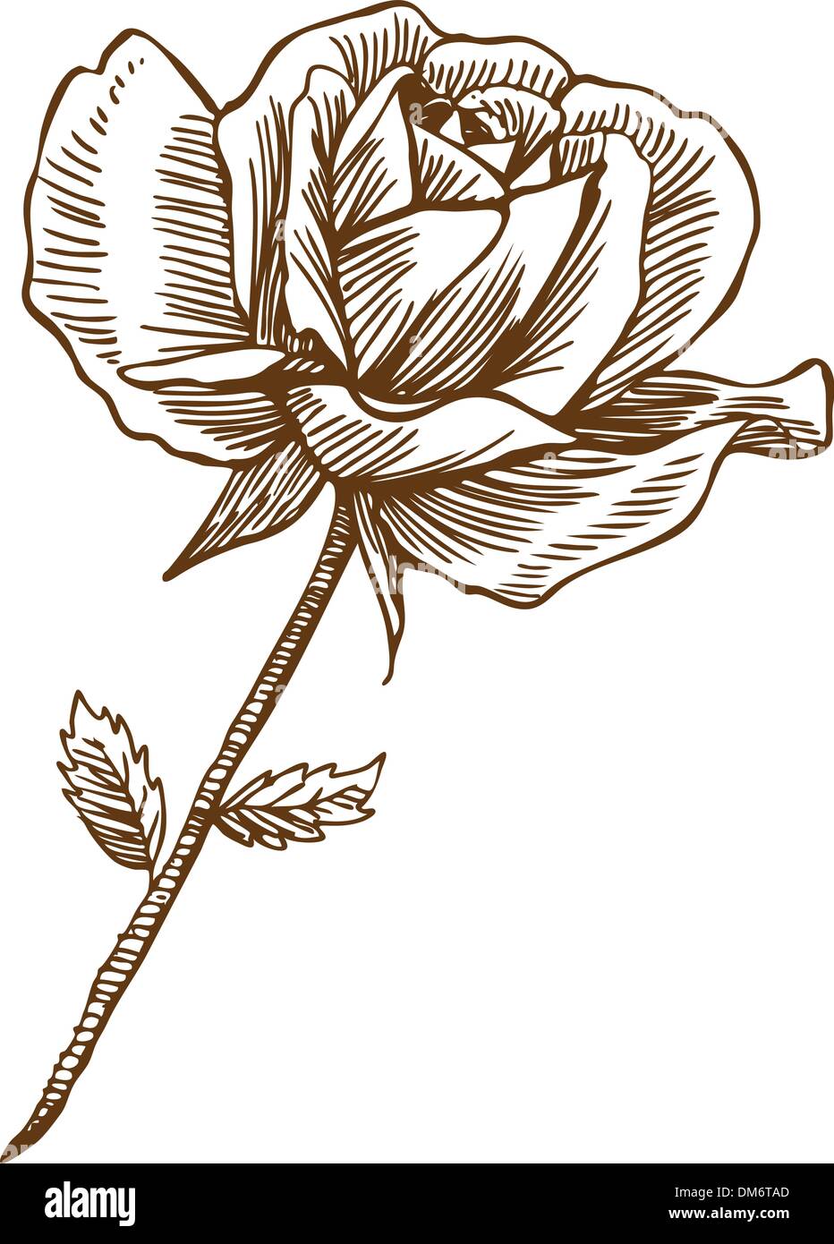 Hand Drawn Rose Stock Vector Image & Art - Alamy