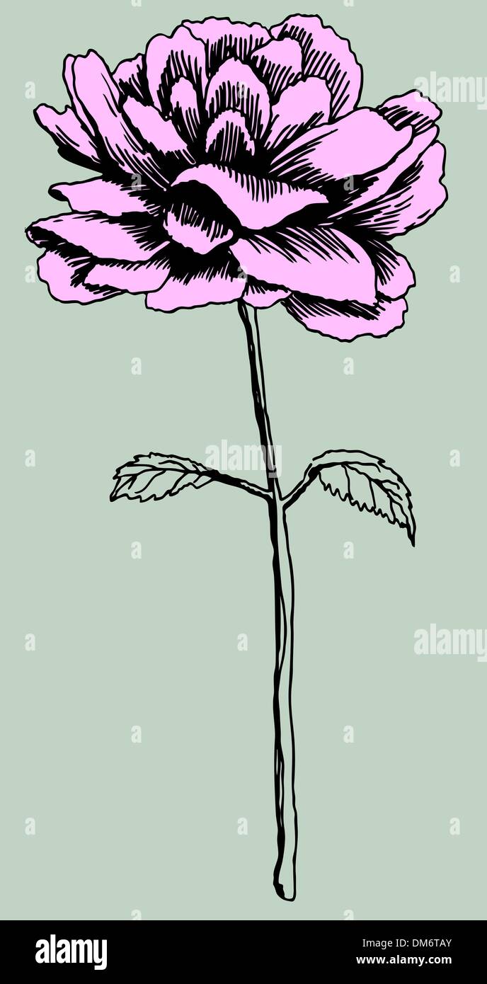Hand Drawn Rose Stock Vector Image & Art - Alamy