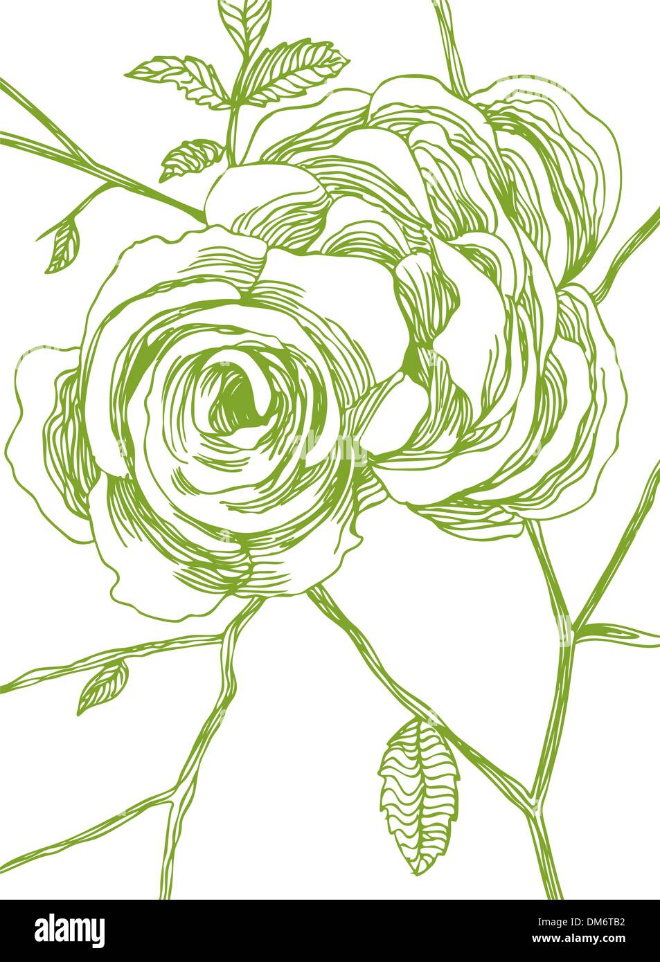 Hand Drawn Rose Stock Vector Image & Art - Alamy