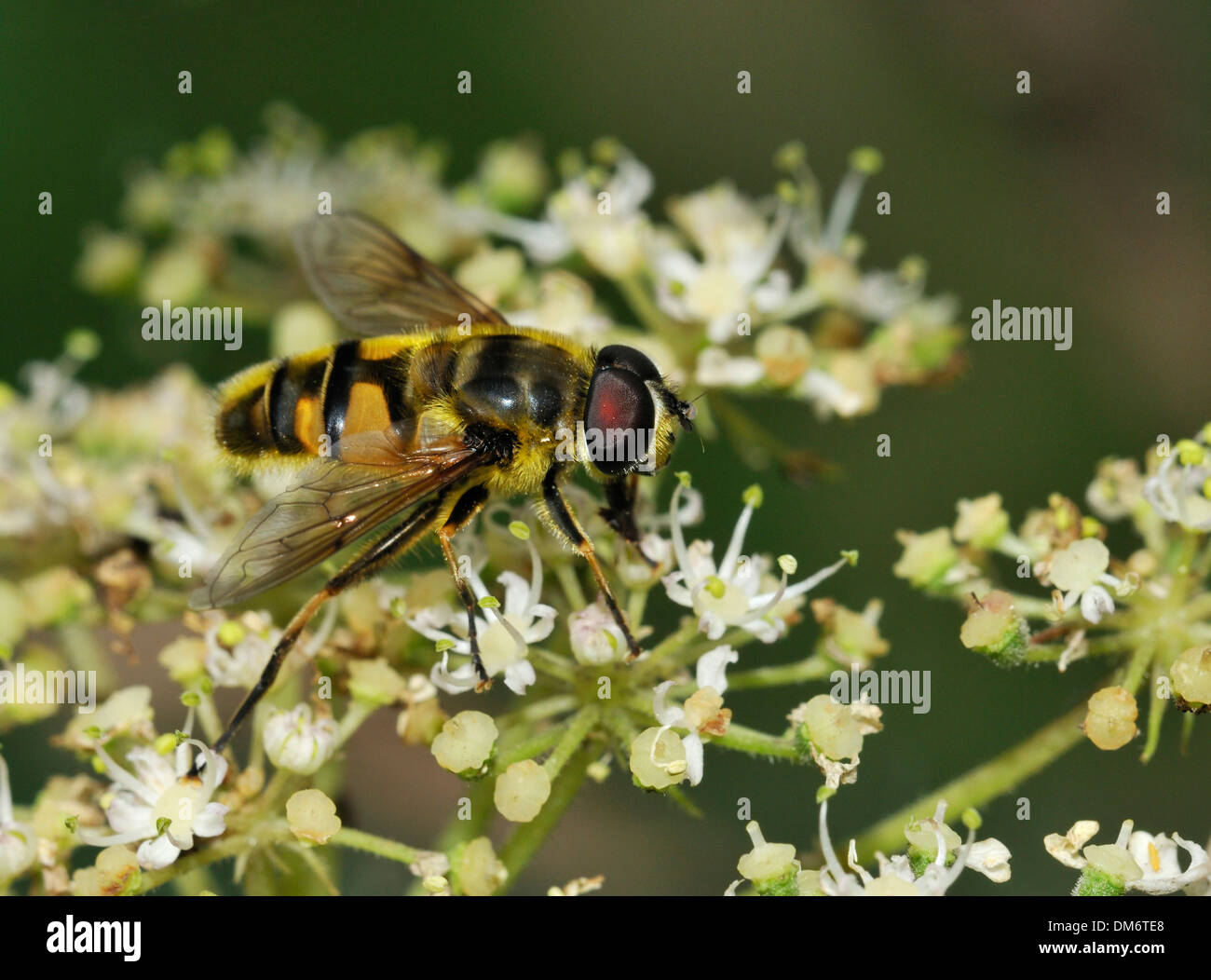 Hoverfly - Myathropa florea Male on flower Stock Photo - Alamy