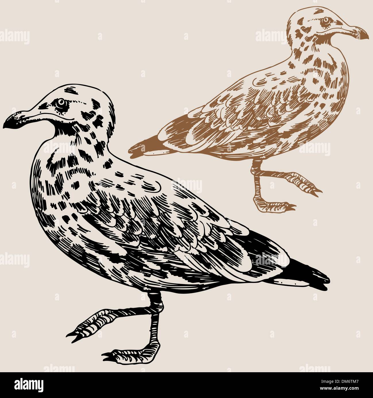 Seagull sketch Stock Vector Images - Alamy