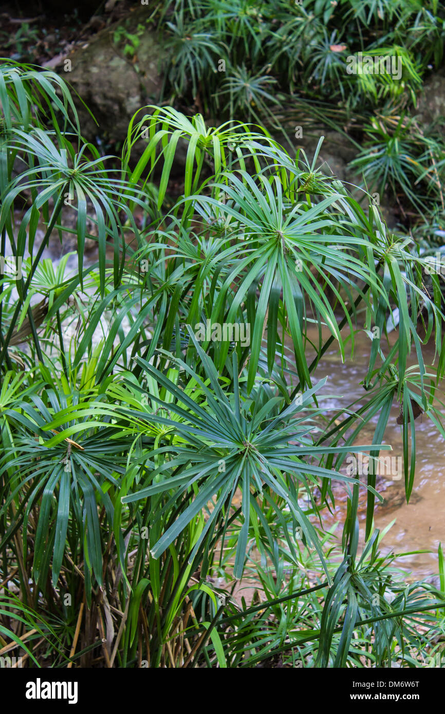 Papyrus bed hi-res stock photography and images - Alamy