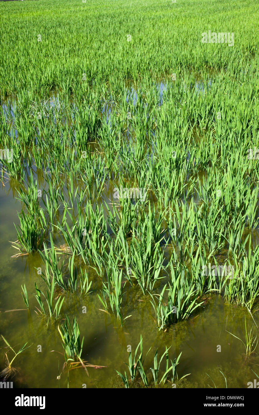 Rice fields spain hi-res stock photography and images - Alamy