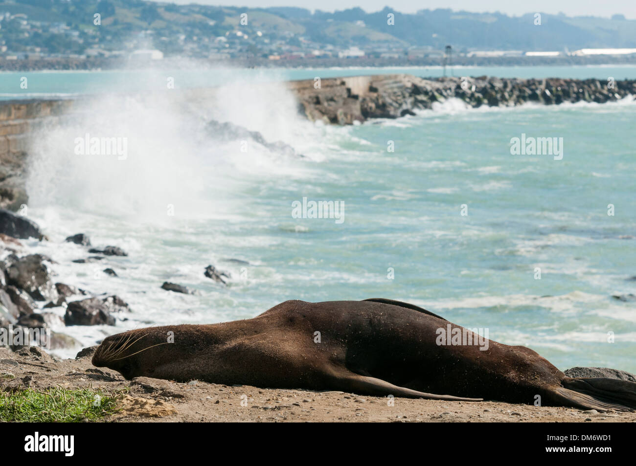 New Zealand fur seal (Arctocephalus forsteri) (kekeno) at the blue ...