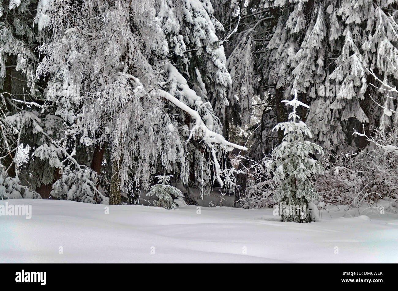 Frost forest in Rila mountain in winter Stock Photo - Alamy