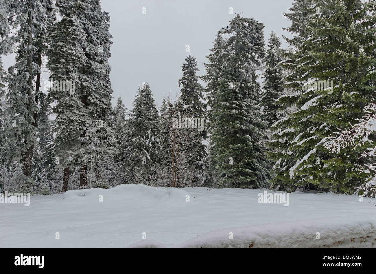 Frost forest in Rila mountain in winter Stock Photo - Alamy