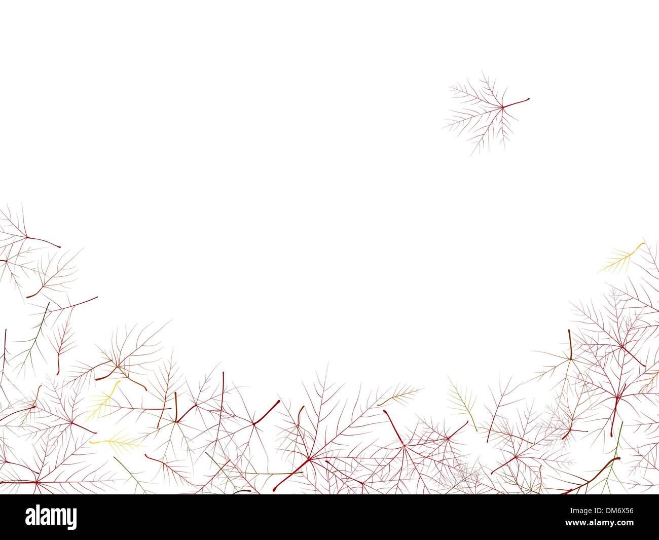 Red leaf barberry Stock Vector Images - Alamy