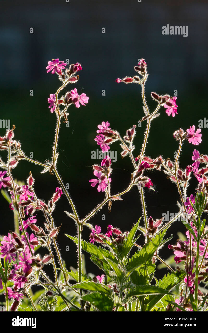 Red Campion back-lit flowers by the River Derwent at Howsham Bridge in ...