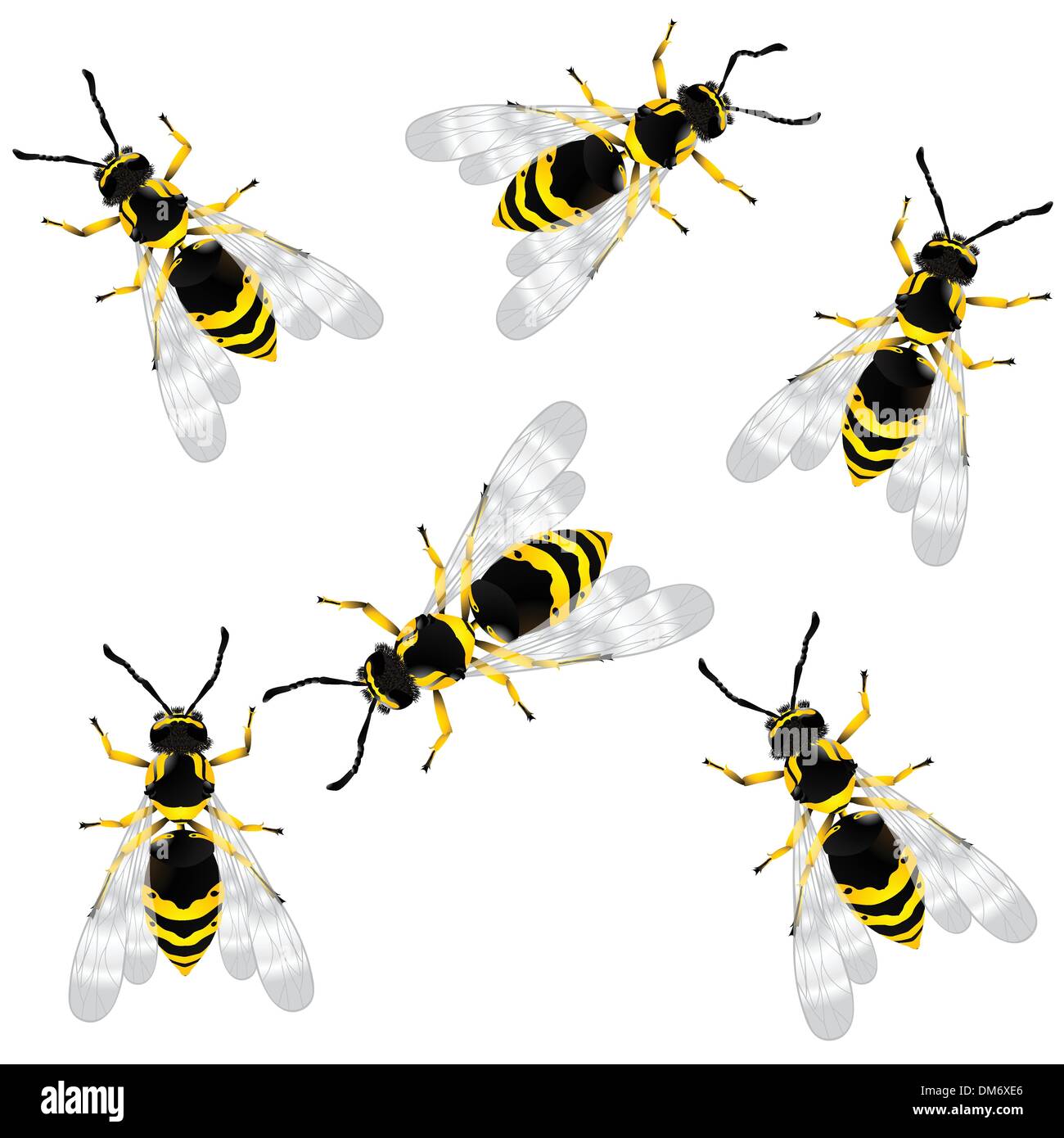 Wasp flying white background Stock Vector Images - Alamy
