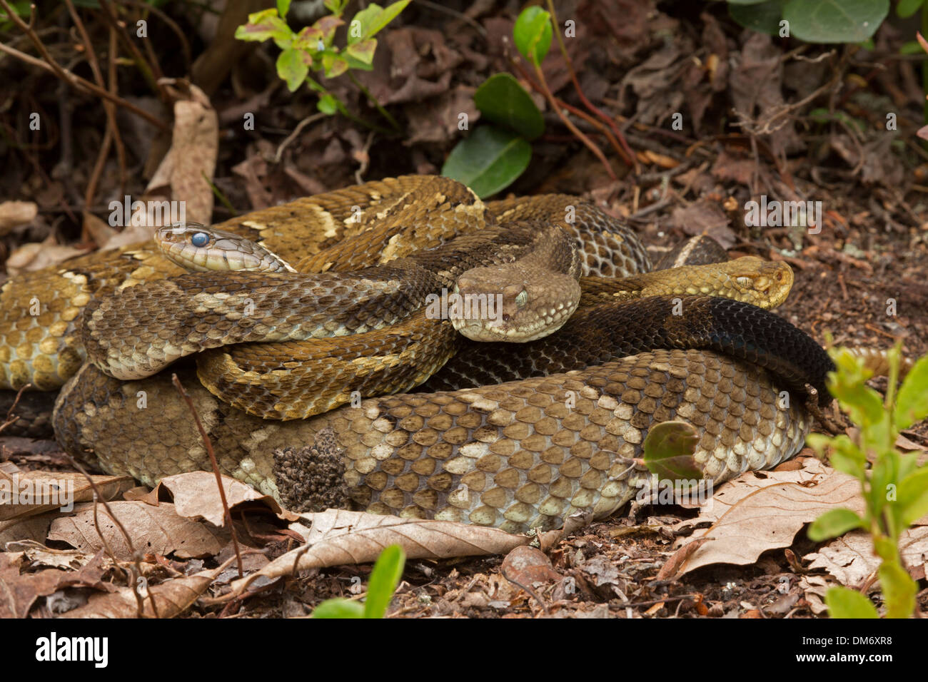 Timber rattlesnakes, Crotalus horridus, and common garter snake ...
