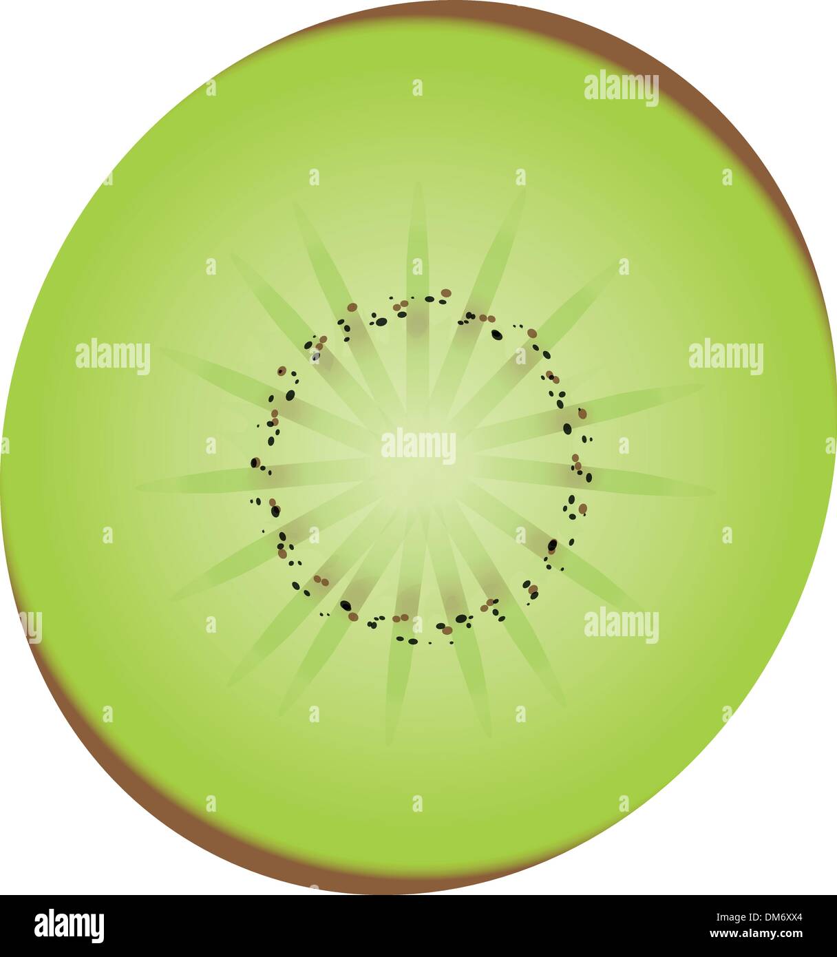 kiwi slice vector Stock Vector Image & Art - Alamy