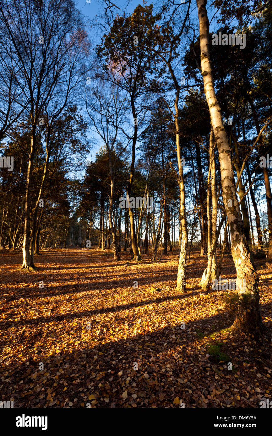 A leaf-strewn path through Silver Birch trees Stock Photo - Alamy