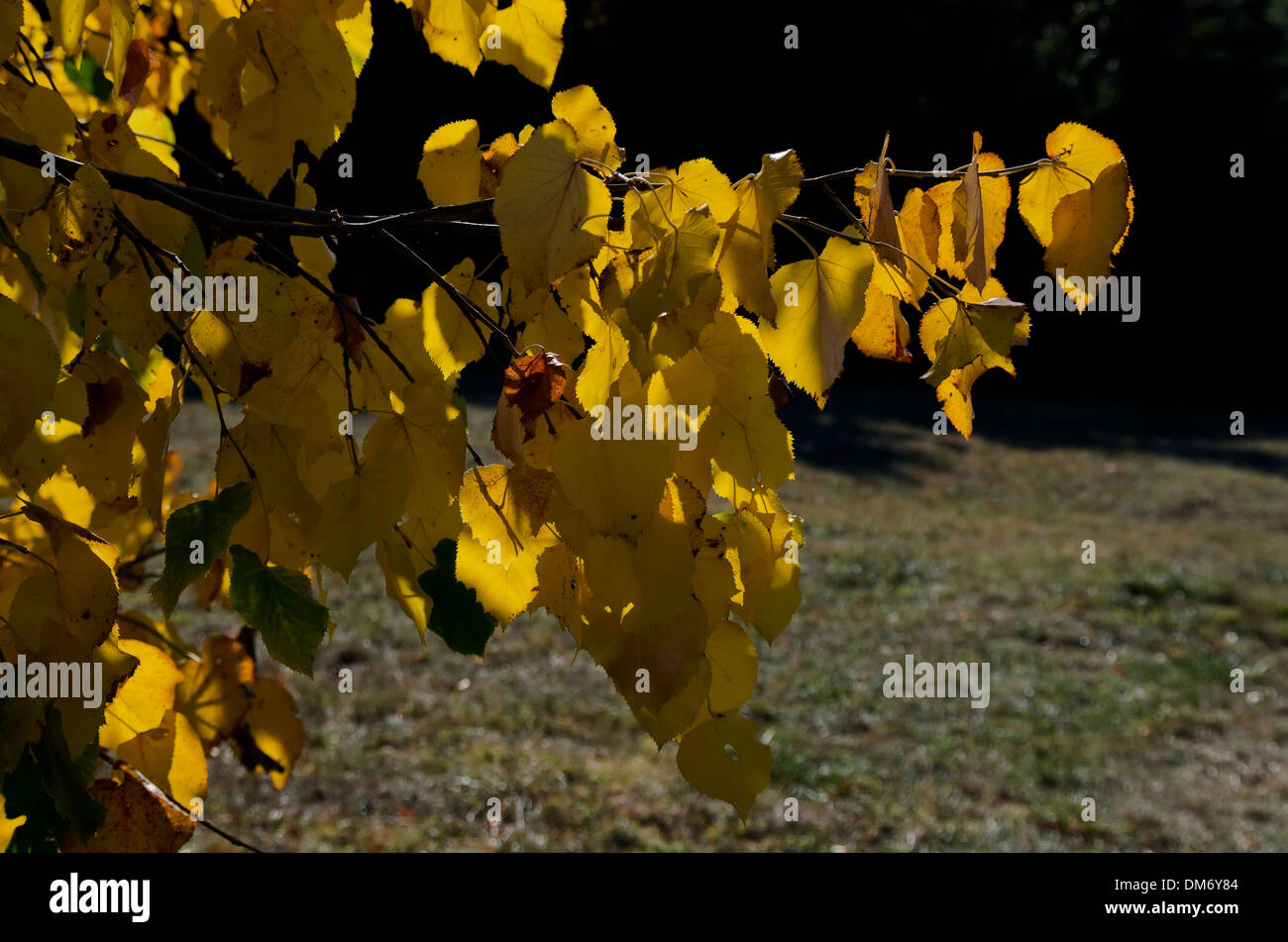 Colorful ground covering hi-res stock photography and images - Alamy