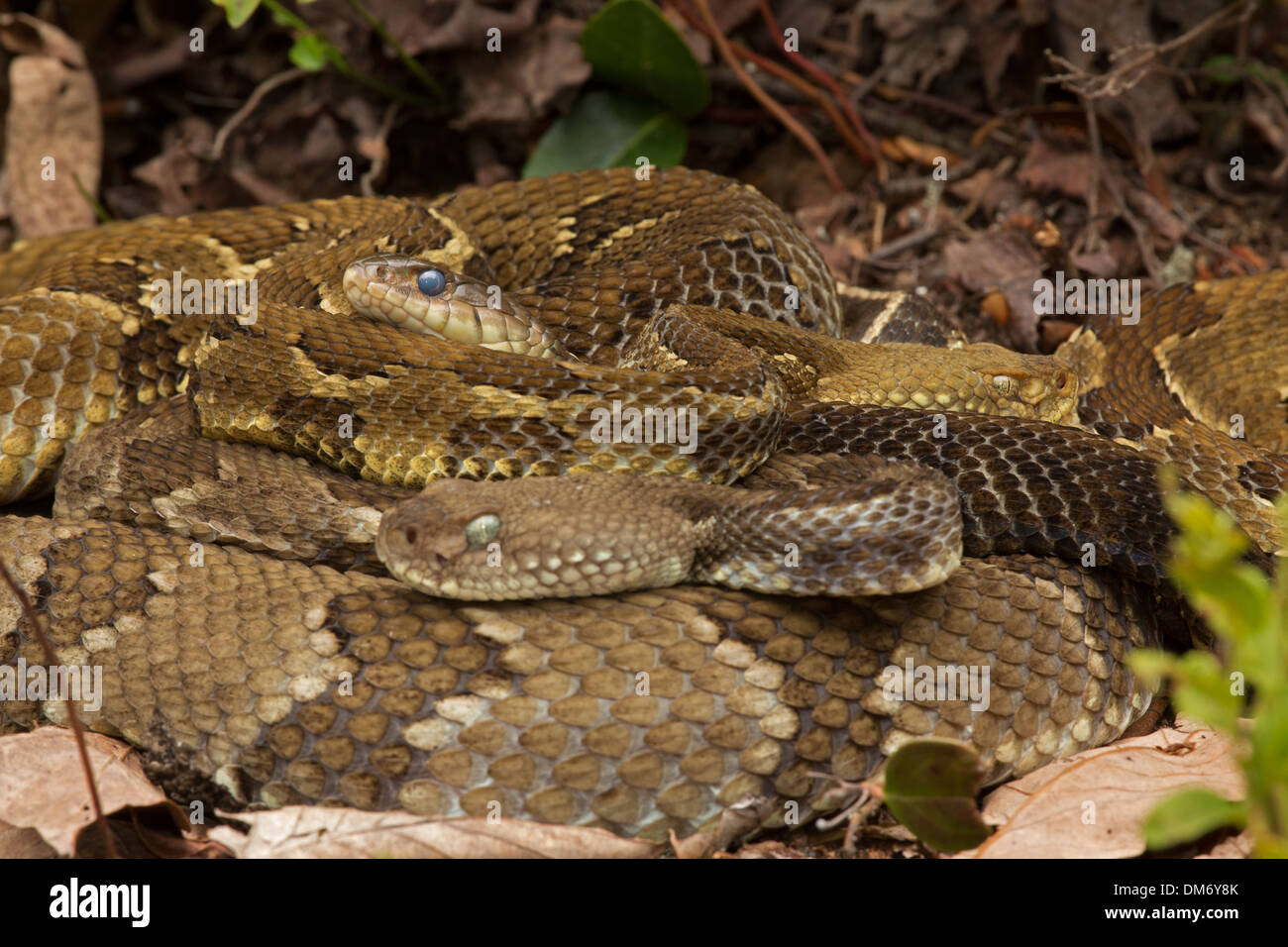 Timber rattlesnakes, Crotalus horridus, and common garter snake ...