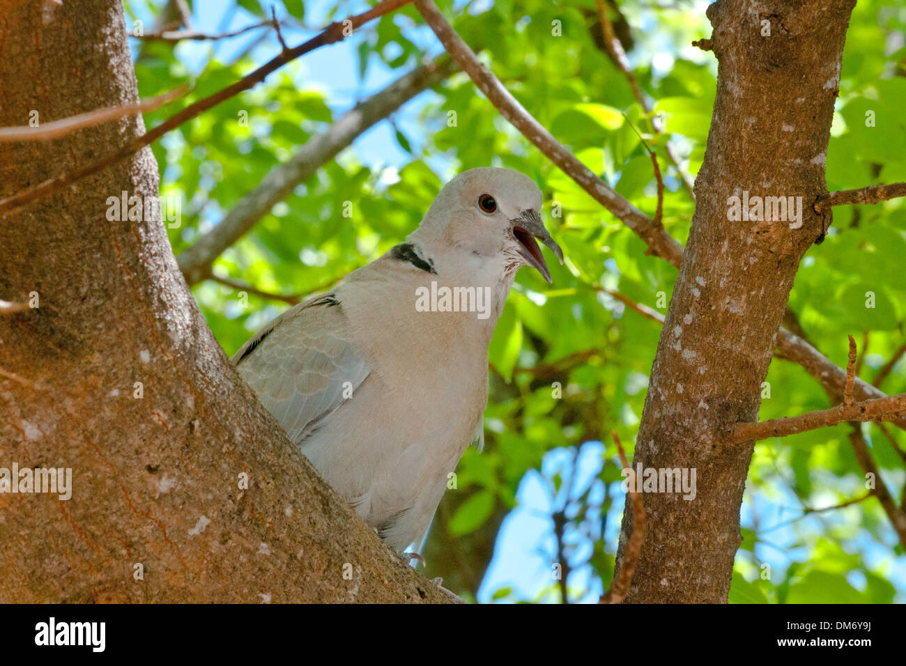 Bird with tree High Resolution Stock Photography and Images - Alamy