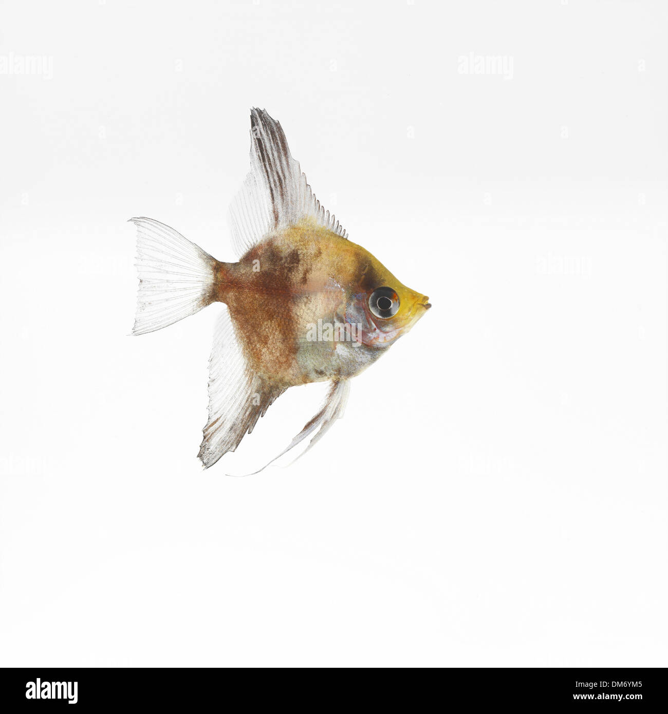 Angel fish aquarium hi-res stock photography and images - Alamy